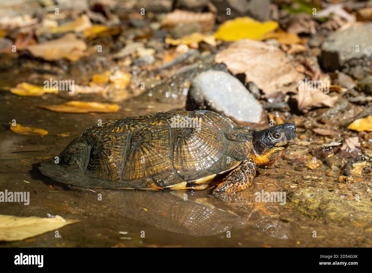 Stream forest turtle hi-res stock photography and images - Alamy