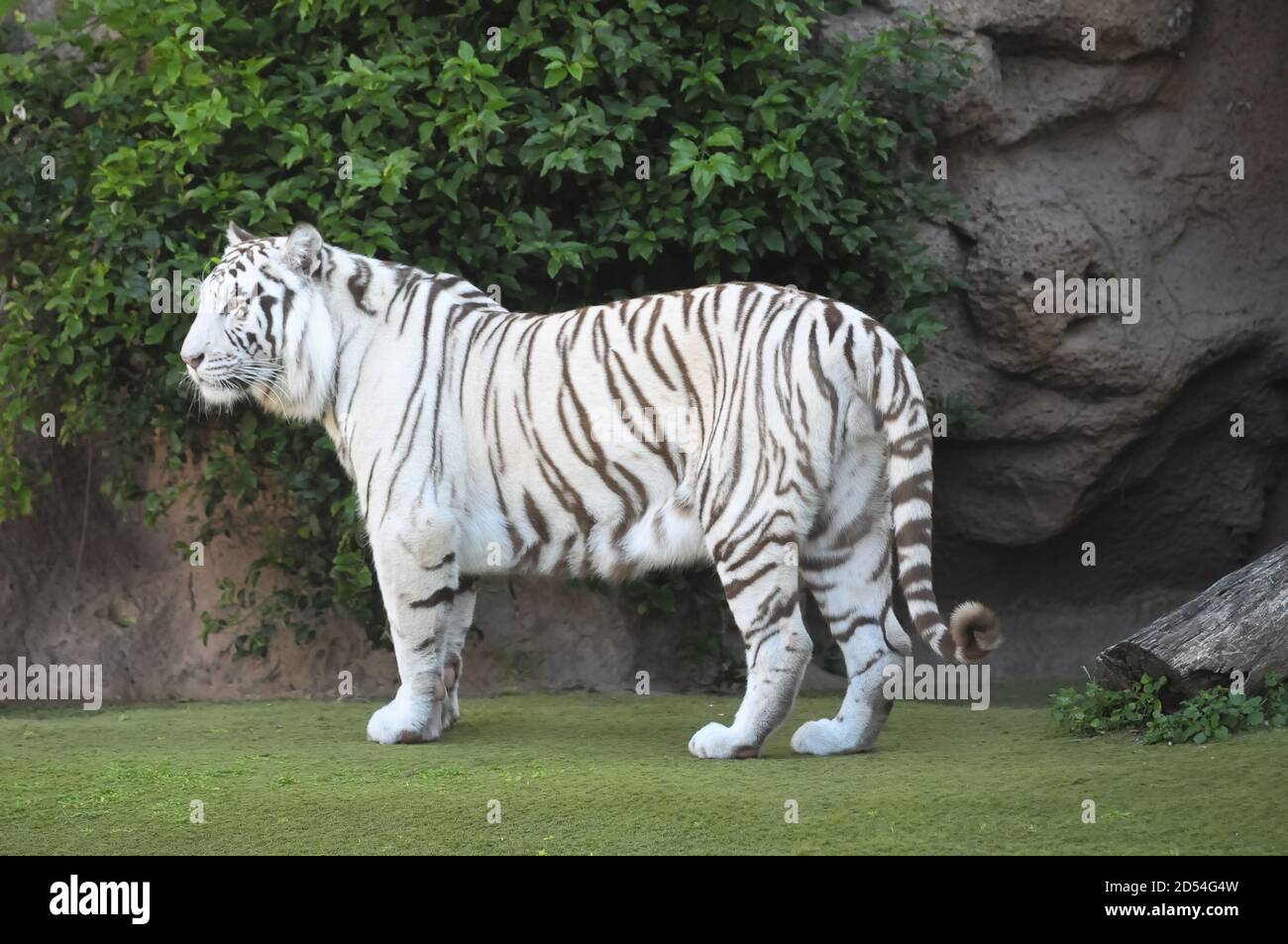 Black and White Striped Tiger Stock Photo - Alamy