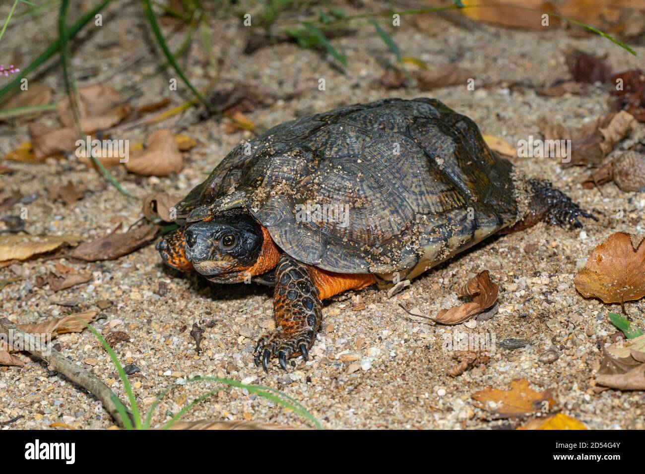 Wood turtle - Glyptemys insculpta Stock Photo - Alamy