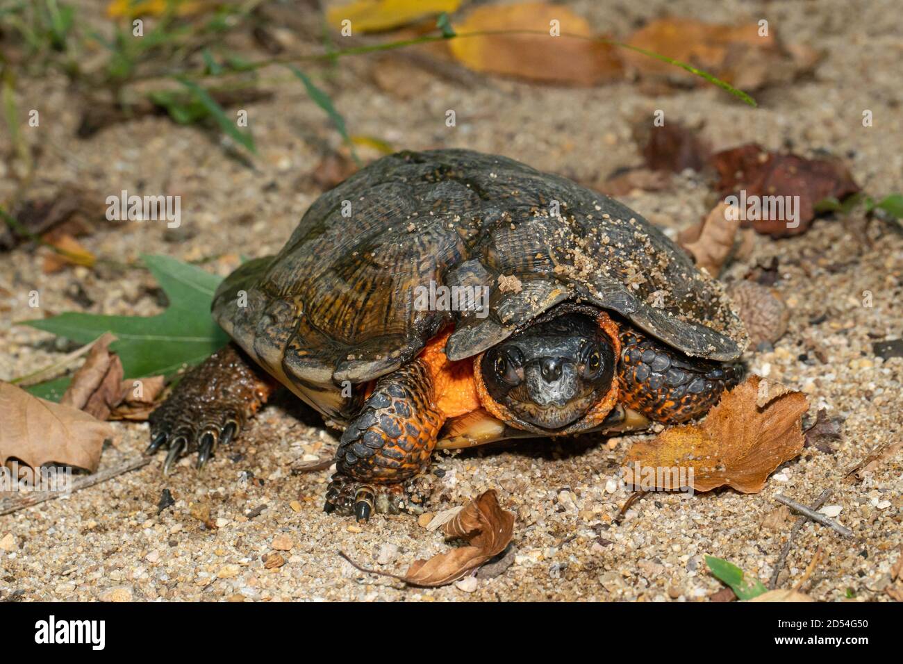 Wood turtle - Glyptemys insculpta Stock Photo - Alamy