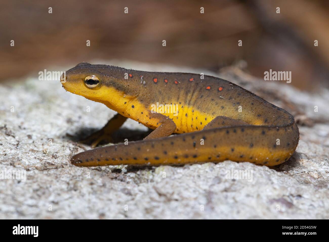 Aposematic coloring hi-res stock photography and images - Alamy