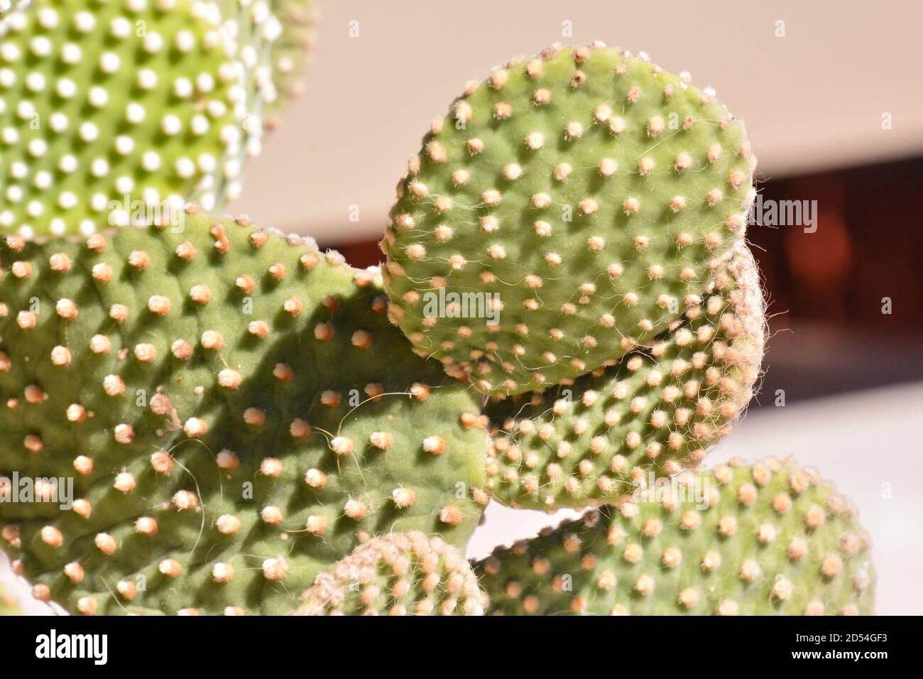 Cactus Texture Background Stock Photo - Alamy