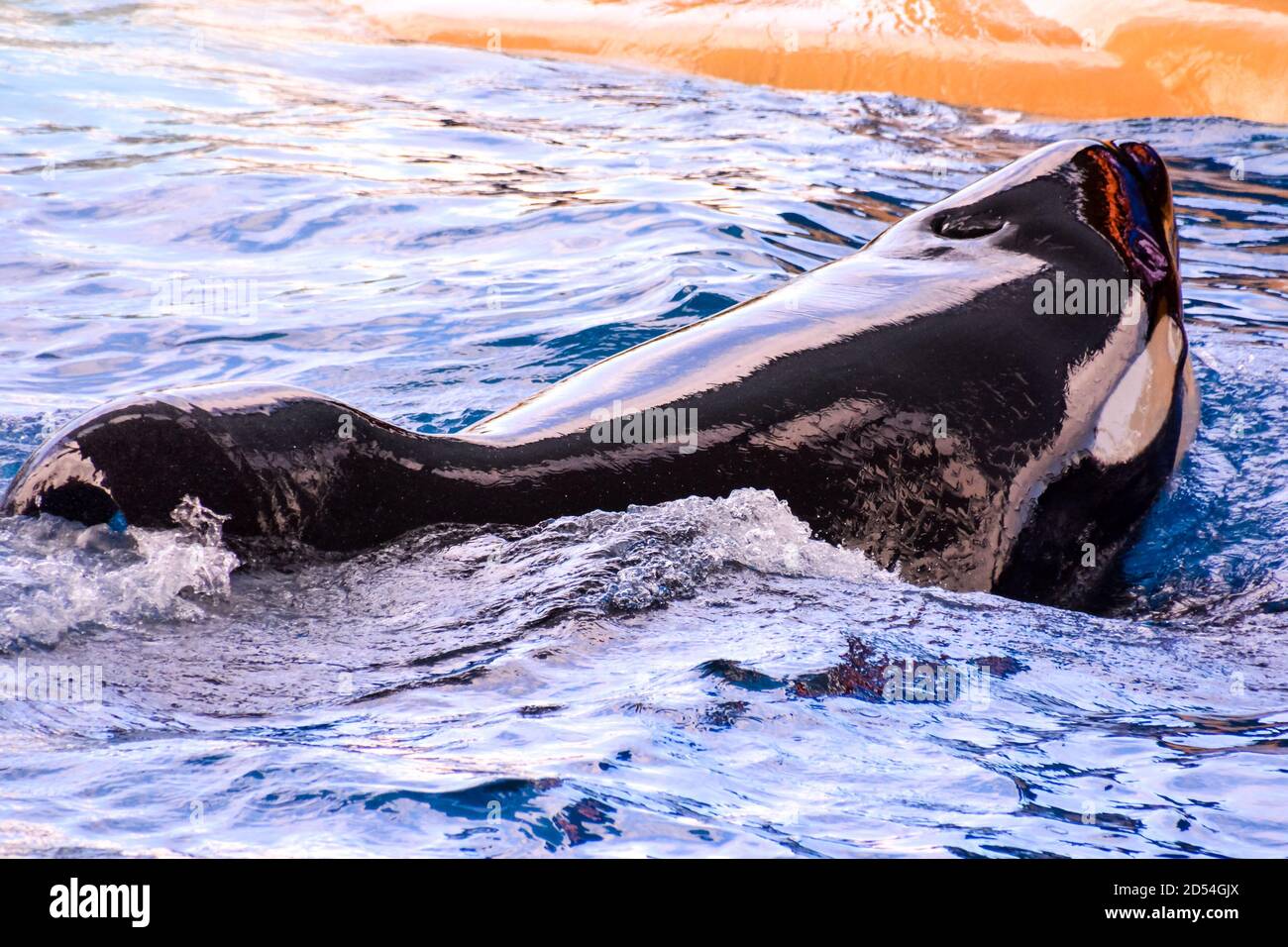 Mammal Orca Killer Whale Fish Stock Photo - Alamy