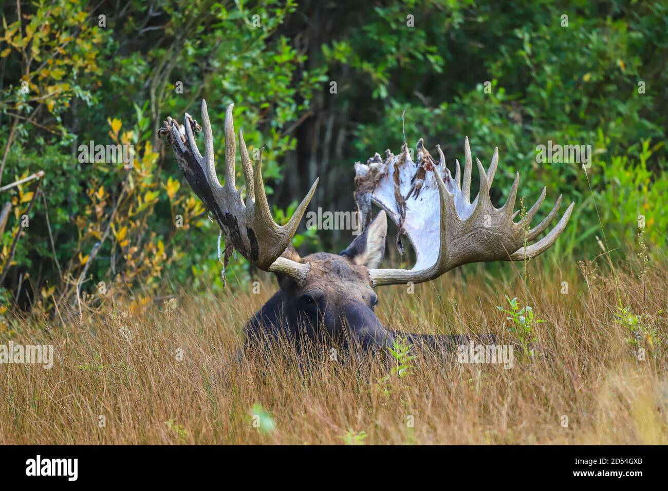 Bull moose alces alces shiras in COlorado Stock Photo - Alamy