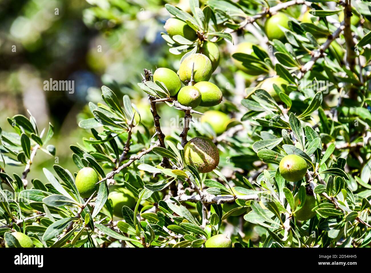 Moroccan apples hi-res stock photography and images - Alamy