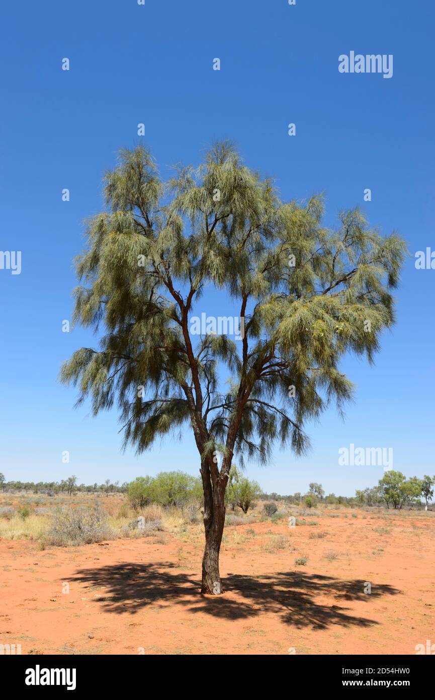 A Waddi Tree or Wattle (Acacia puece) is a rare and ancient species ...