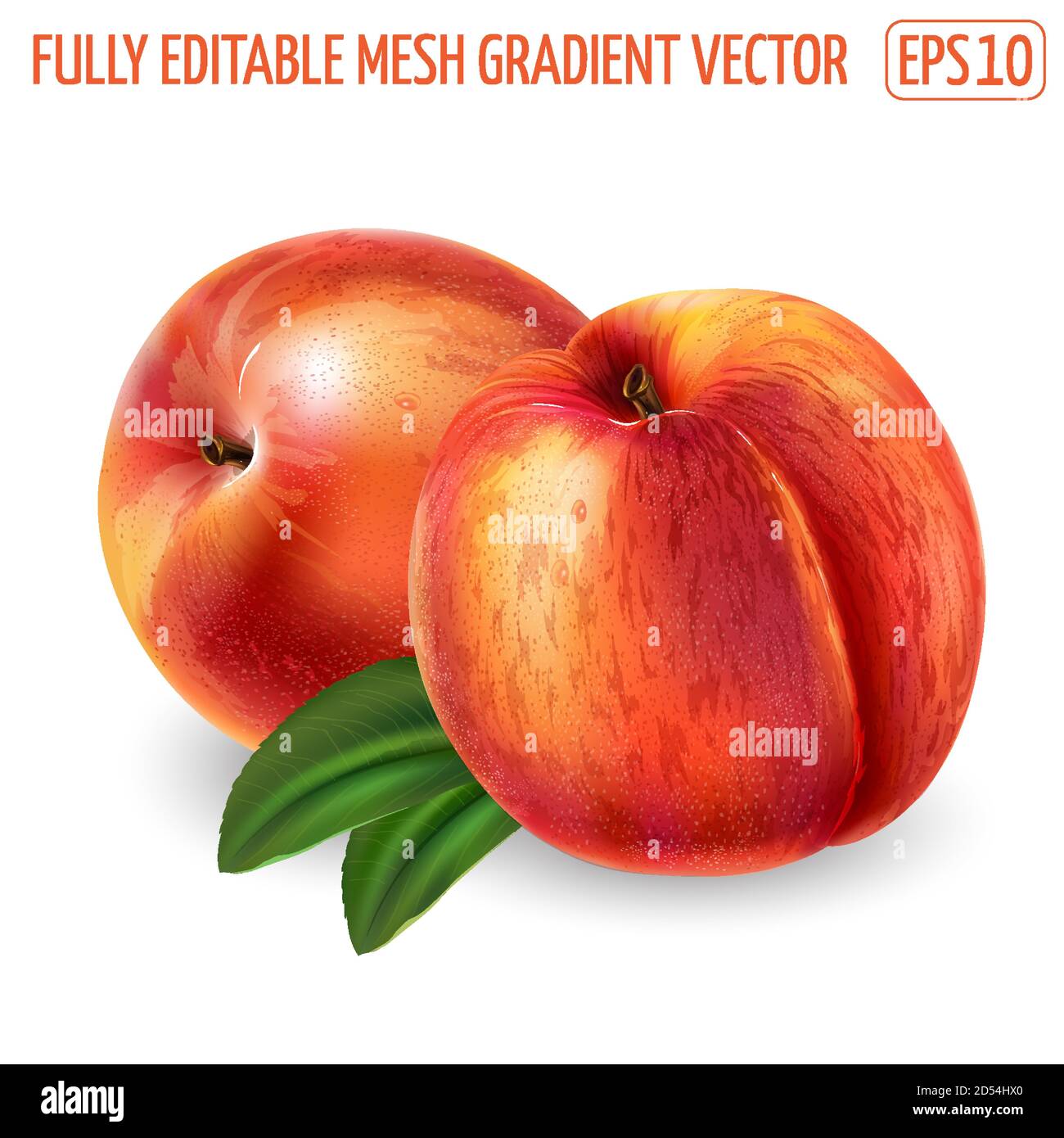Juicy ripe peaches on Stock Vector Images - Alamy