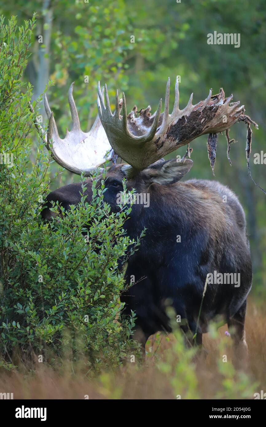 Shiras hi-res stock photography and images - Alamy