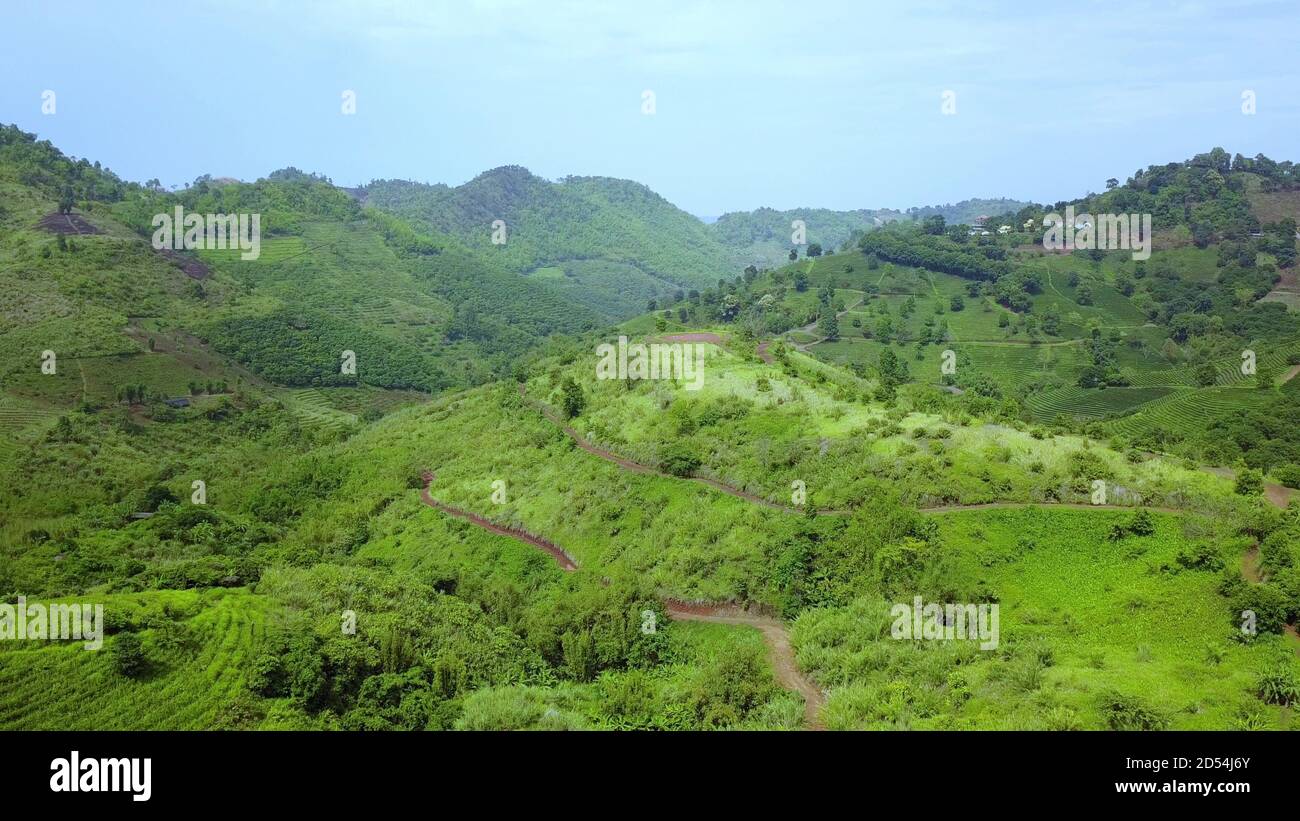 Aerial view of landscape with tea plantations. Scenic valley with green ...