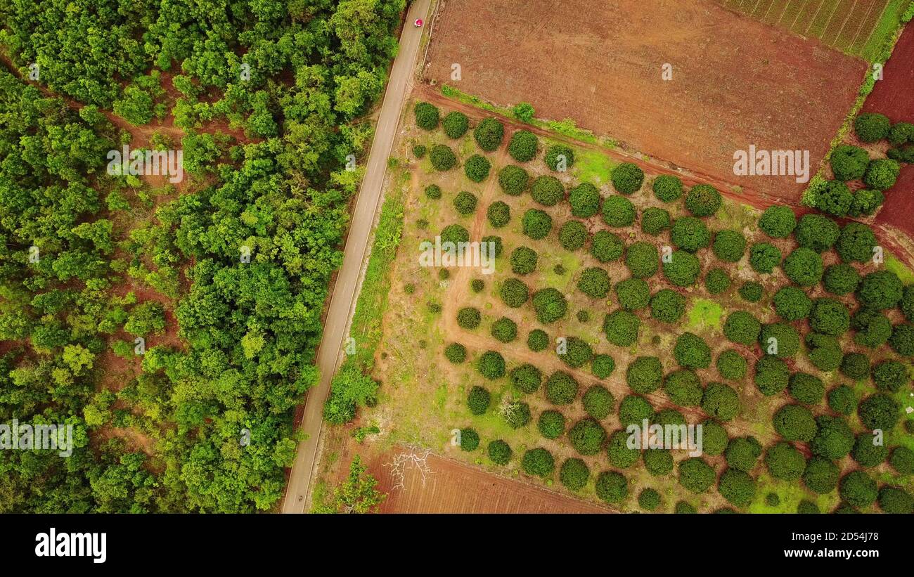Aerial view of landscape with mango trees plantation. Scenic panorama ...