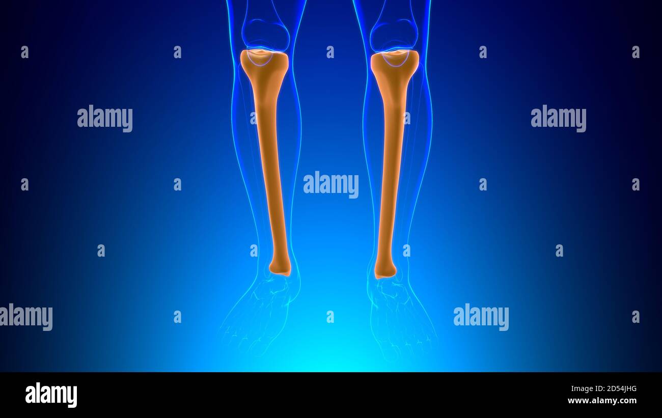 Human skeleton anatomy Tibia Bone 3D Rendering For Medical Concept ...