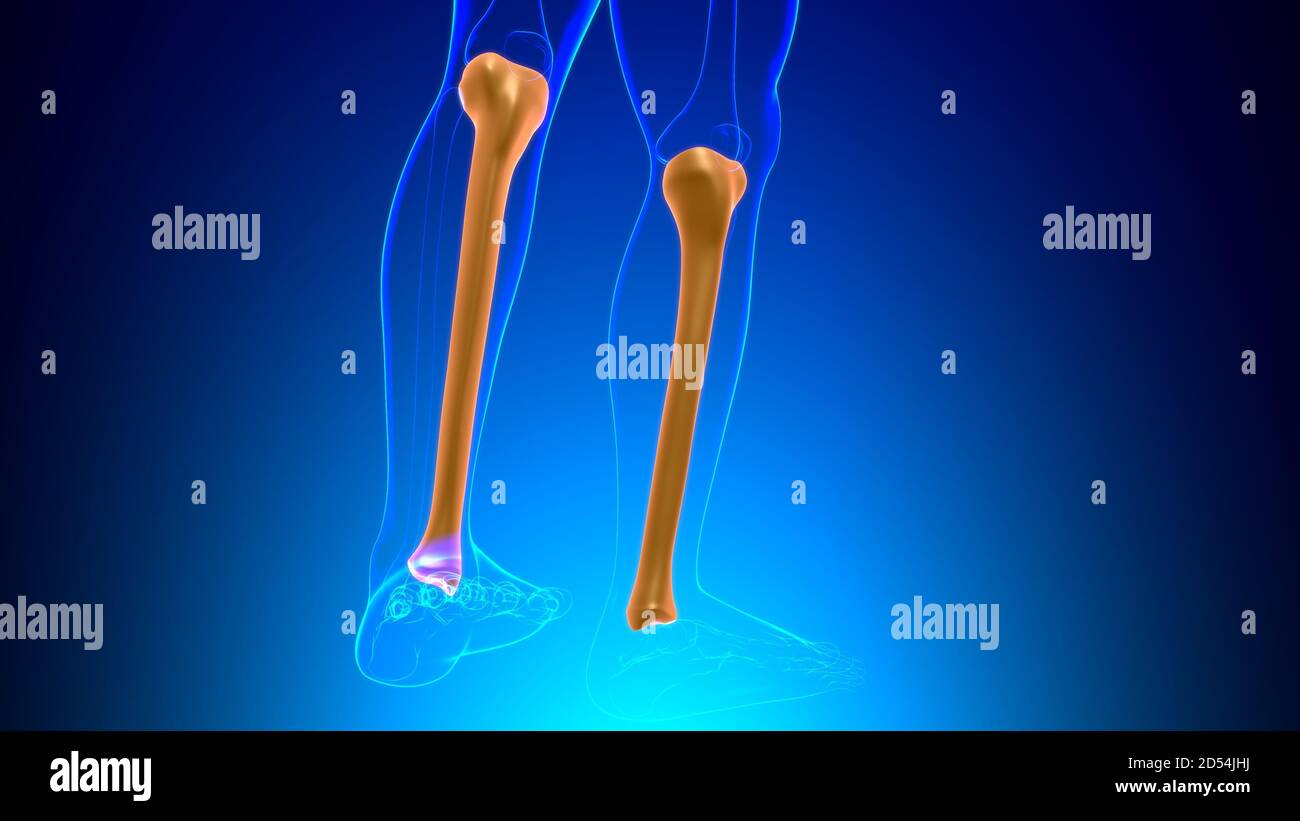 Human skeleton anatomy Tibia Bone 3D Rendering For Medical Concept ...