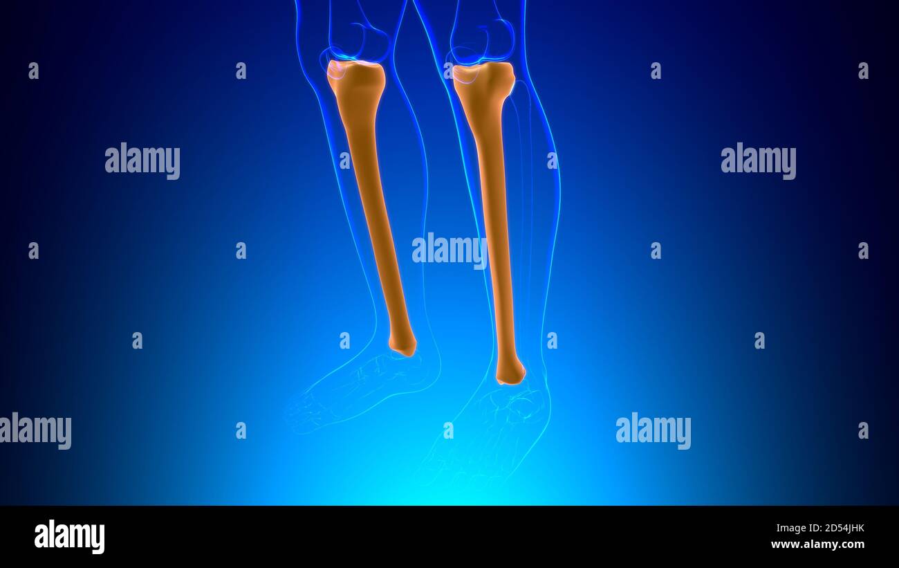Human skeleton anatomy Tibia Bone 3D Rendering For Medical Concept ...
