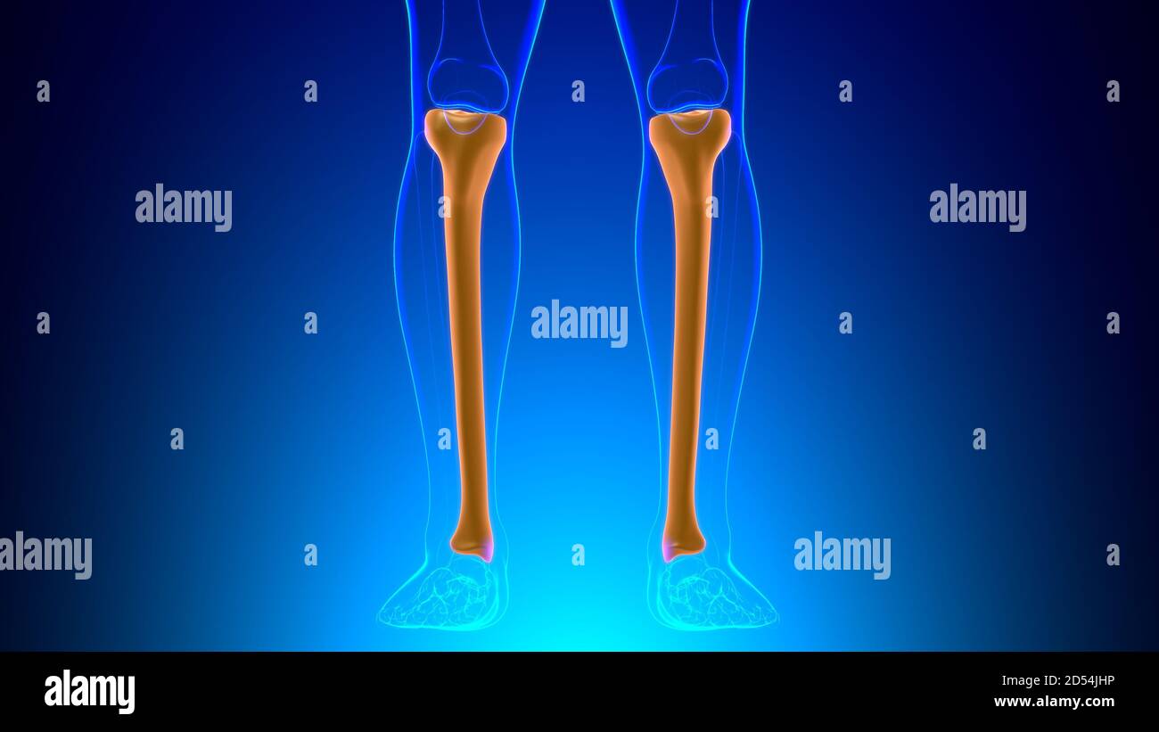 Human skeleton anatomy Tibia Bone 3D Rendering For Medical Concept ...
