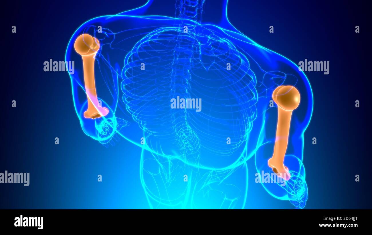 Human skeleton anatomy Humerus Bone 3D Rendering For Medical Concept ...