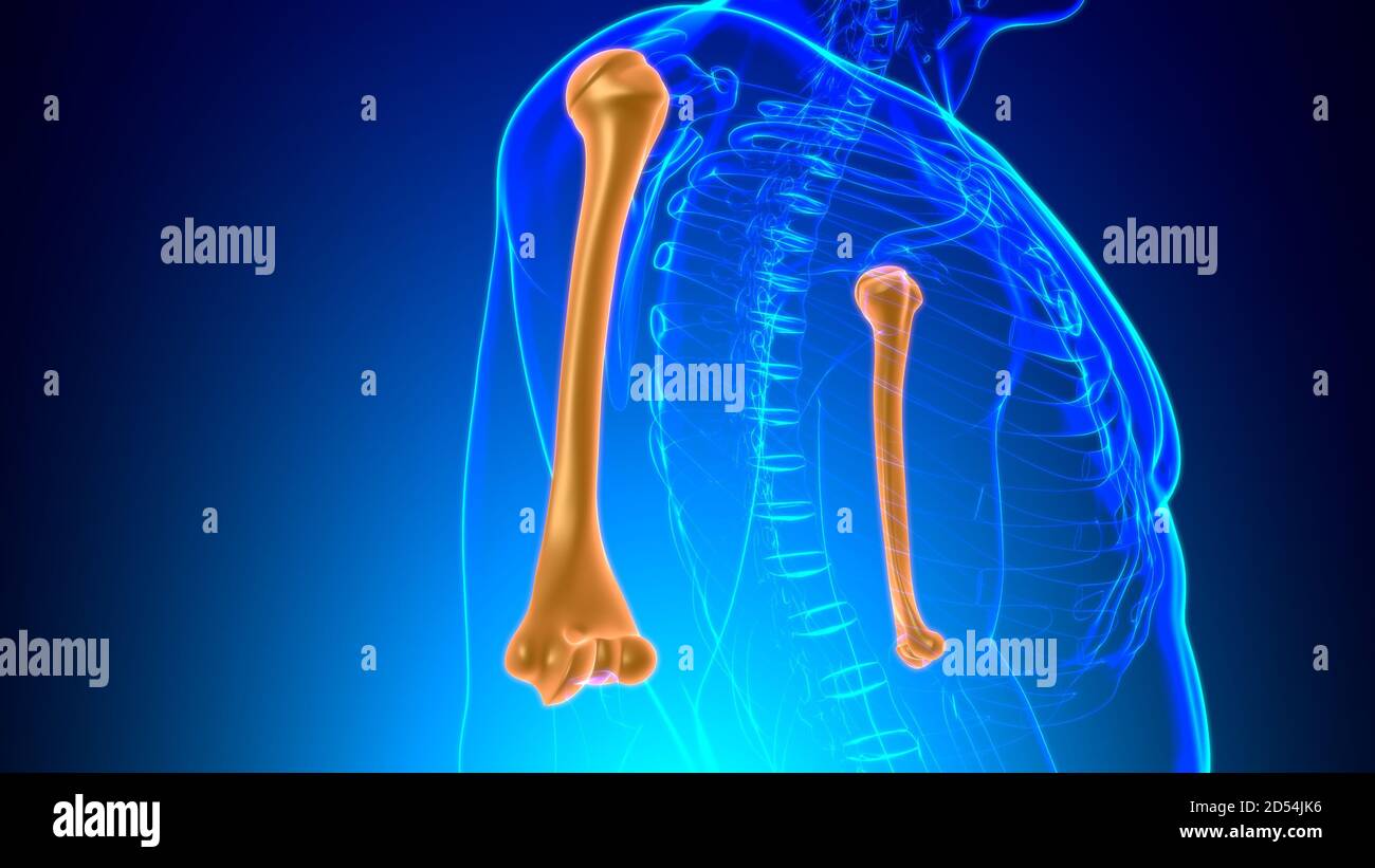 Human skeleton anatomy Humerus Bone 3D Rendering For Medical Concept ...