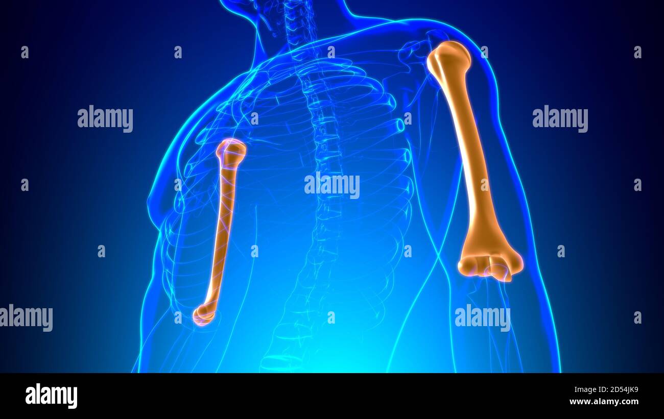 Human skeleton anatomy Humerus Bone 3D Rendering For Medical Concept ...