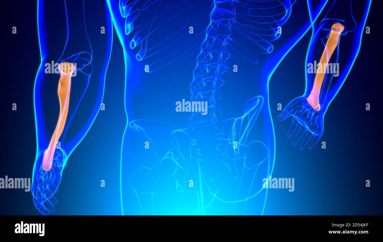 Human skeleton anatomy Radius Bone 3D Rendering For Medical Concept ...
