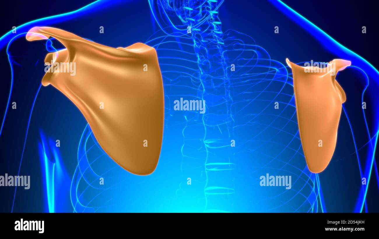 Human skeleton anatomy Scapula Bone 3D Rendering For Medical Concept ...