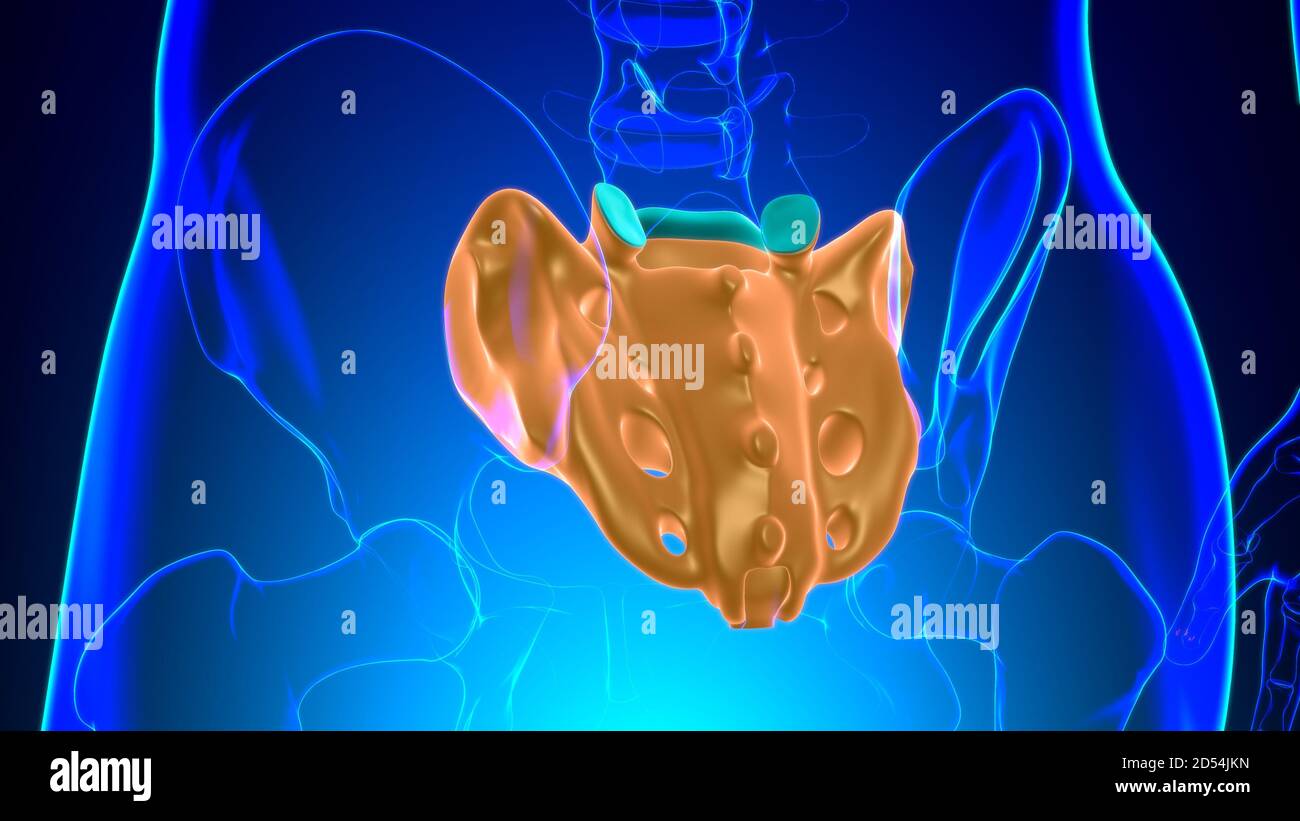 Human skeleton anatomy Sacral Bone 3D Rendering For Medical Concept ...