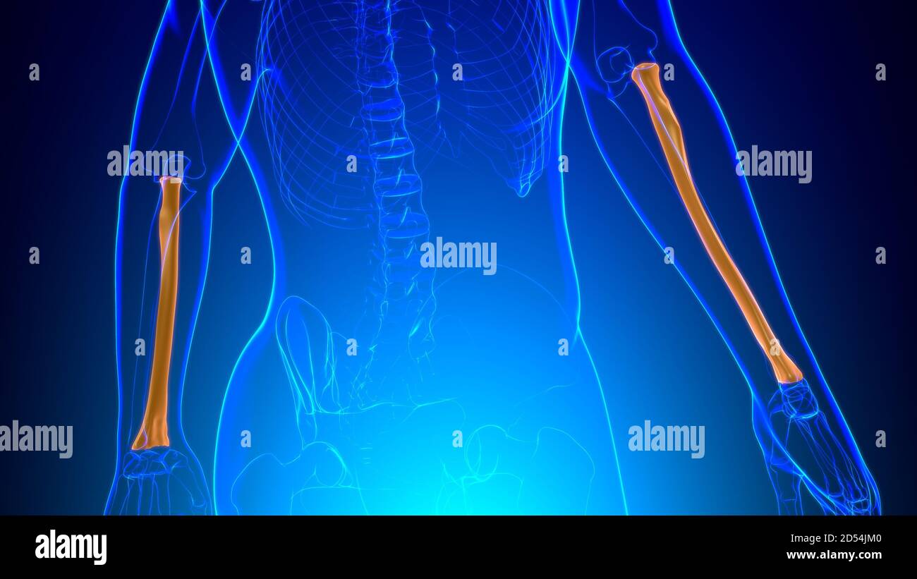Human skeleton anatomy Radius Bone 3D Rendering For Medical Concept ...