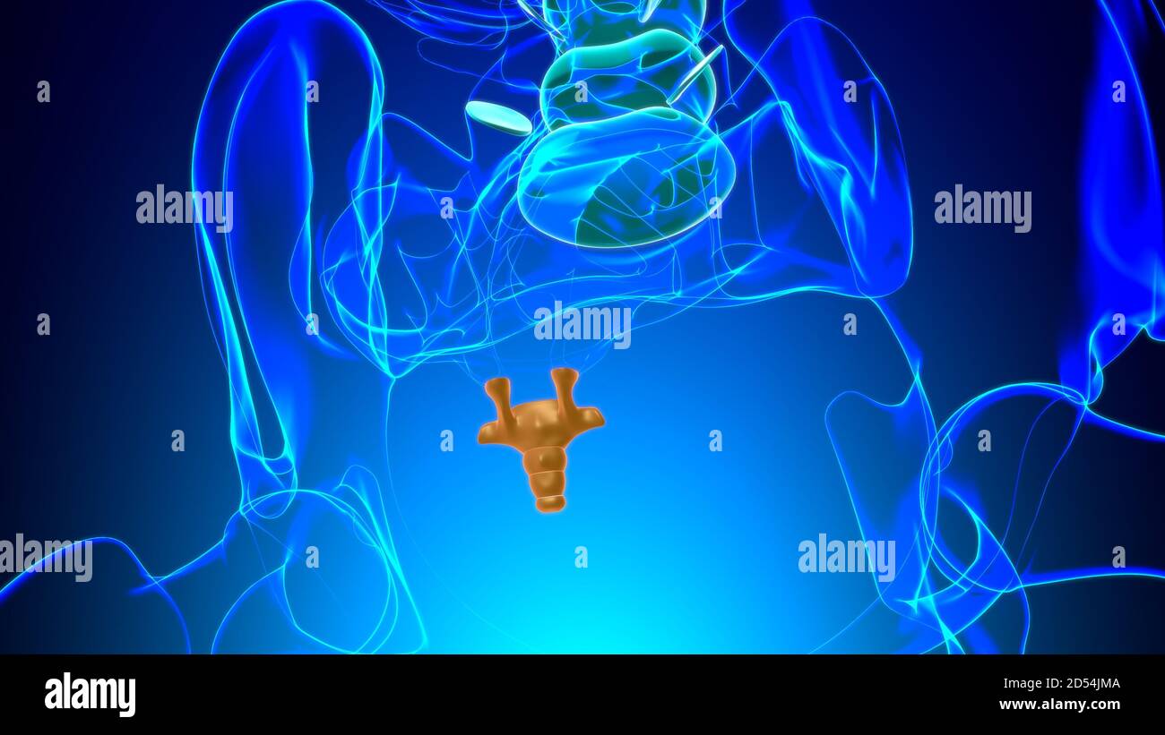Human Skeleton Vertebral Column Coccyx or tail bone Anatomy 3D ...