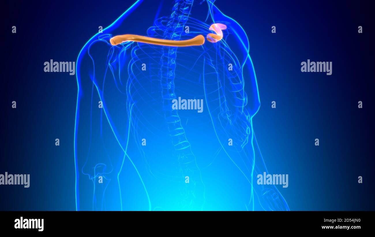Human skeleton anatomy Clavicle Bones 3D Rendering For Medical Concept ...