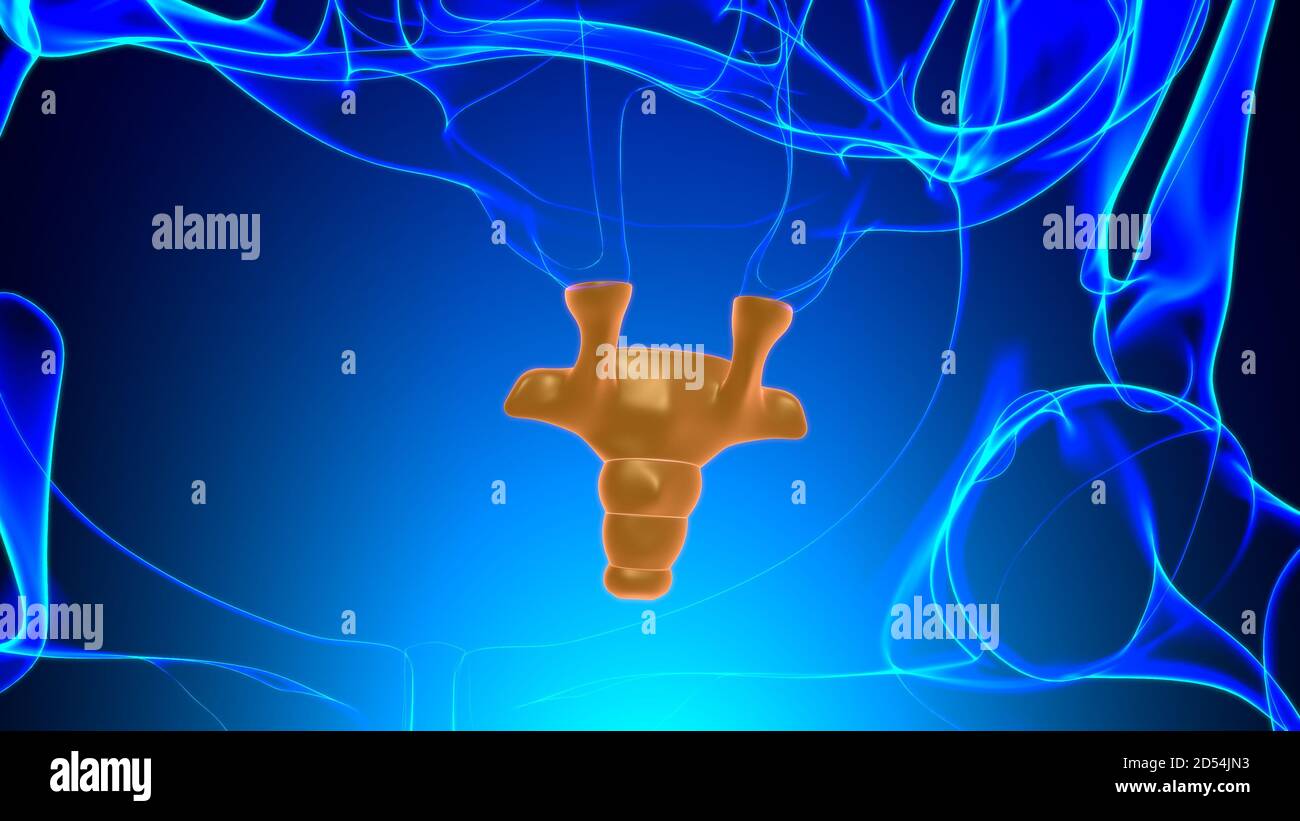 Human Skeleton Vertebral Column Coccyx or tail bone Anatomy 3D ...