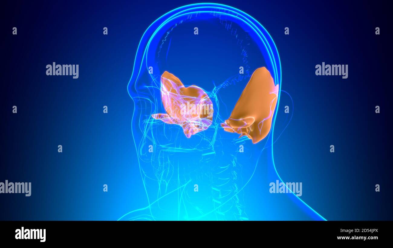 Human Skeleton Skull Temporal Bone Anatomy For Medical Concept 3D ...