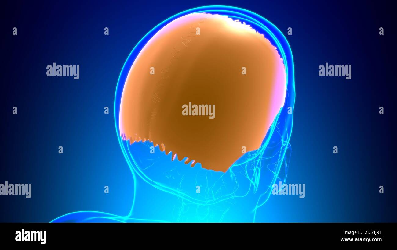 Human Skeleton Skull Parietal Bone Anatomy For Medical Concept 3D ...