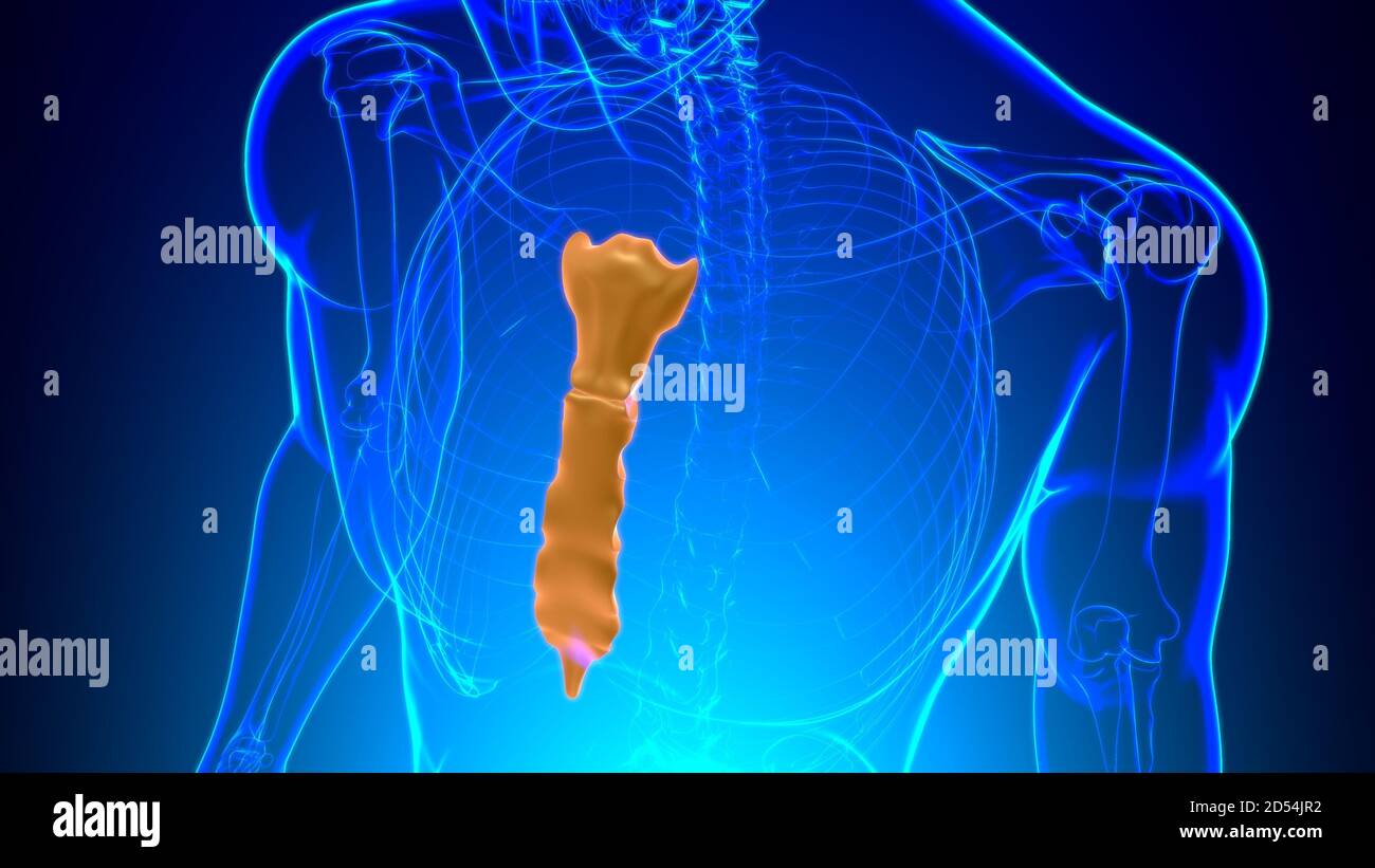 Human Skeleton Sternum Bone Anatomy For Medical Concept 3D Illustration ...