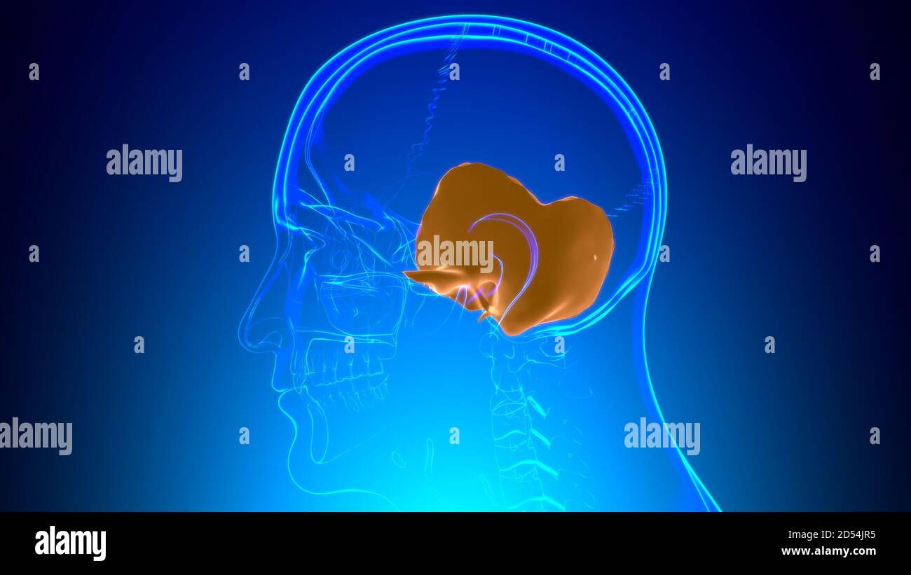 Human Skeleton Skull Temporal Bone Anatomy For Medical Concept 3D ...