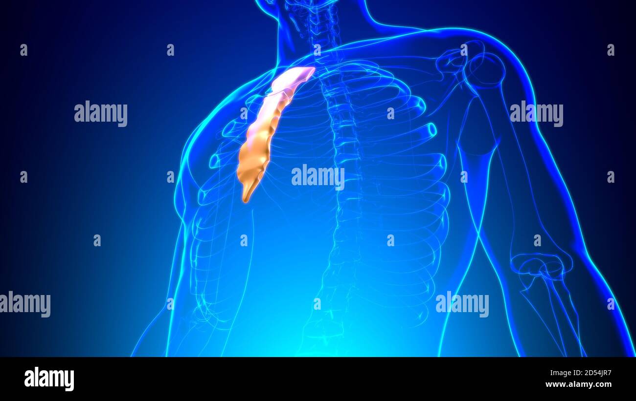 Human Skeleton Sternum Bone Anatomy For Medical Concept 3D Illustration ...