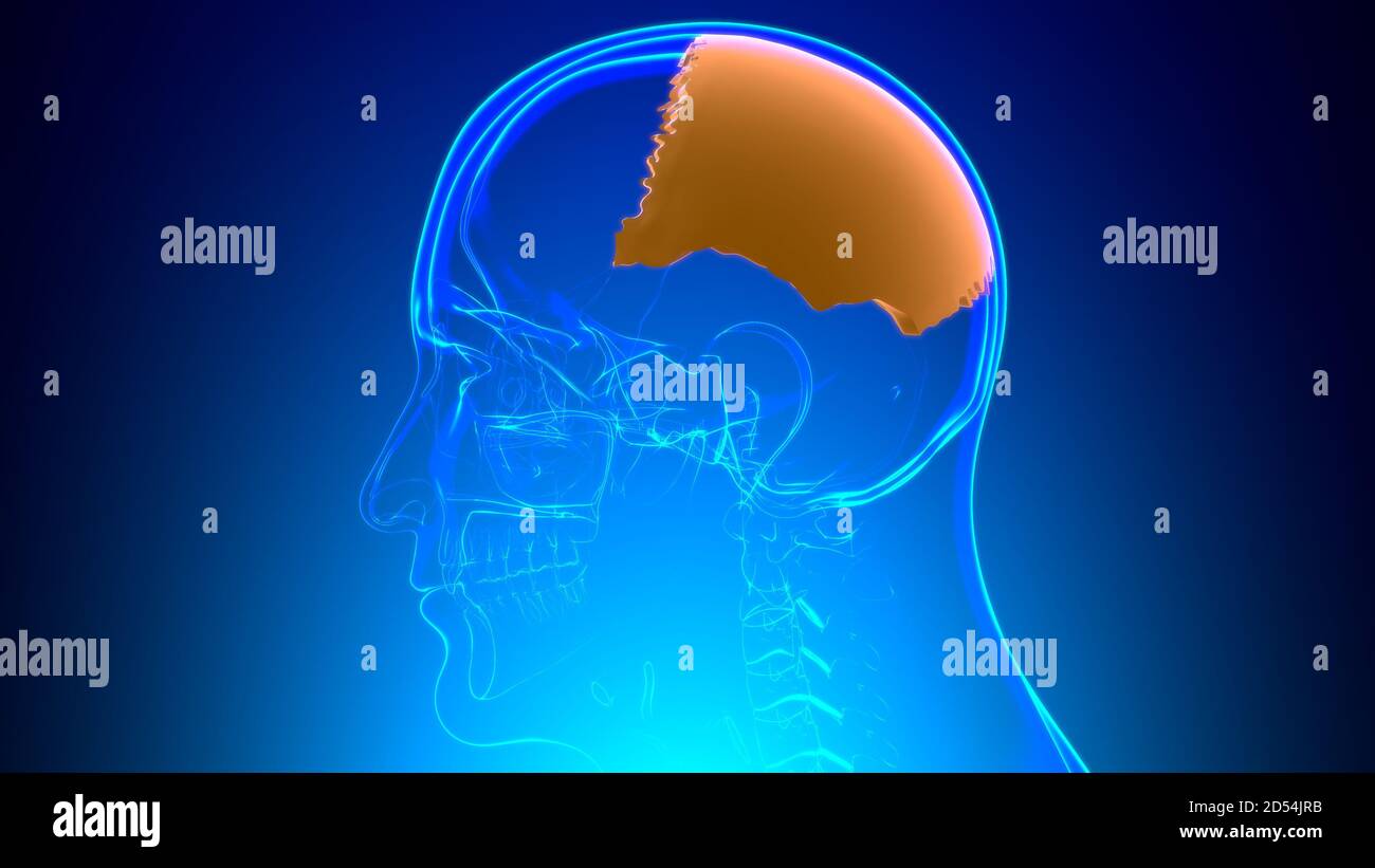 Human Skeleton Skull Parietal Bone Anatomy For Medical Concept 3D ...
