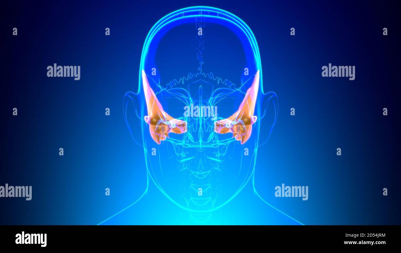 Human Skeleton Skull Temporal Bone Anatomy For Medical Concept 3D ...