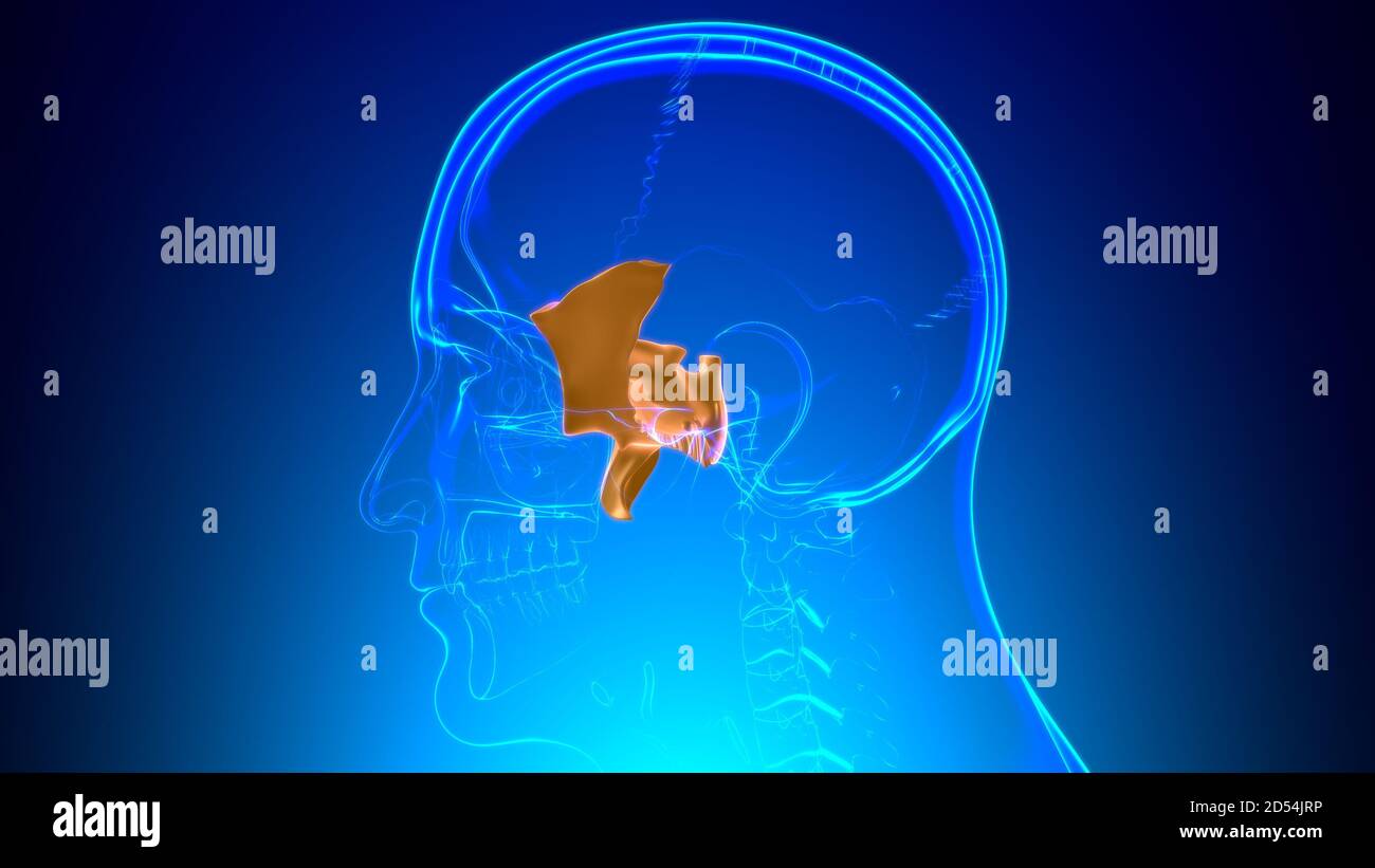 Human Skeleton Skull Sphenoid Bone Anatomy For Medical Concept 3D ...