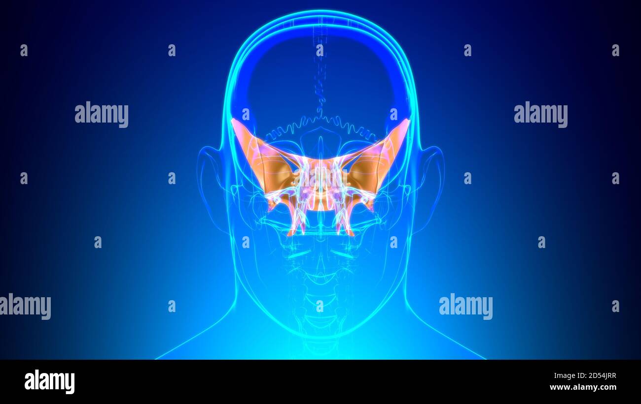 Human Skeleton Skull Sphenoid Bone Anatomy For Medical Concept 3D ...