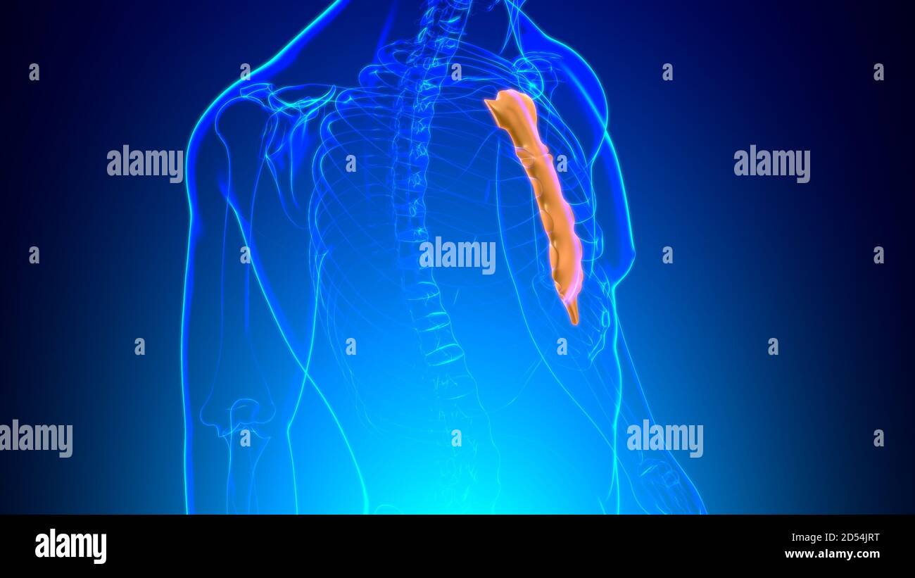 Human Skeleton Sternum Bone Anatomy For Medical Concept 3D Illustration ...