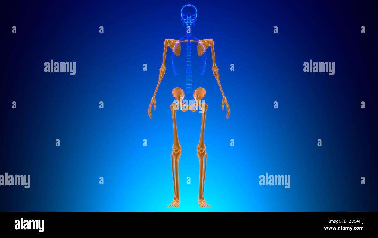 Human Skeleton Appendicular Skeleton Anatomy 3D Illustration Stock ...