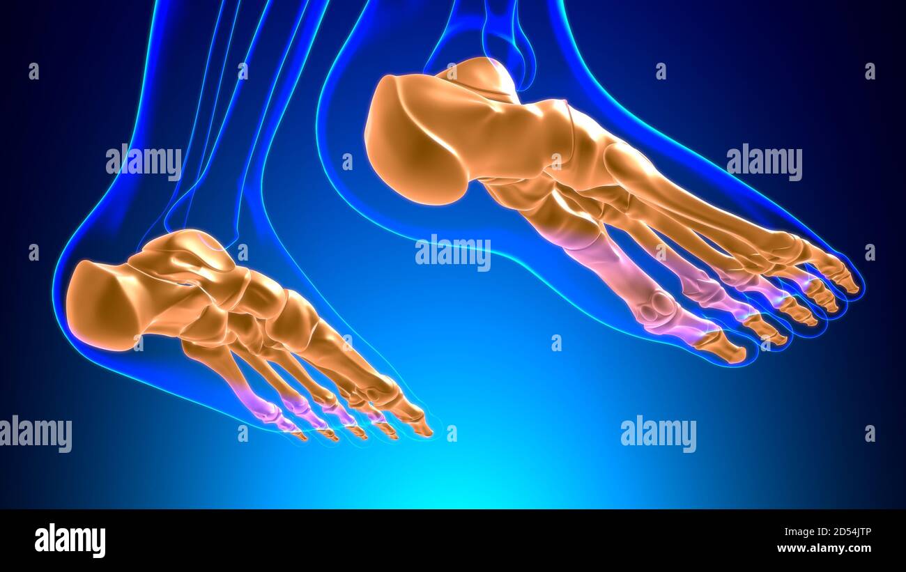Human Skeleton Foot bones Anatomy For Medical Concept 3D Illustration ...