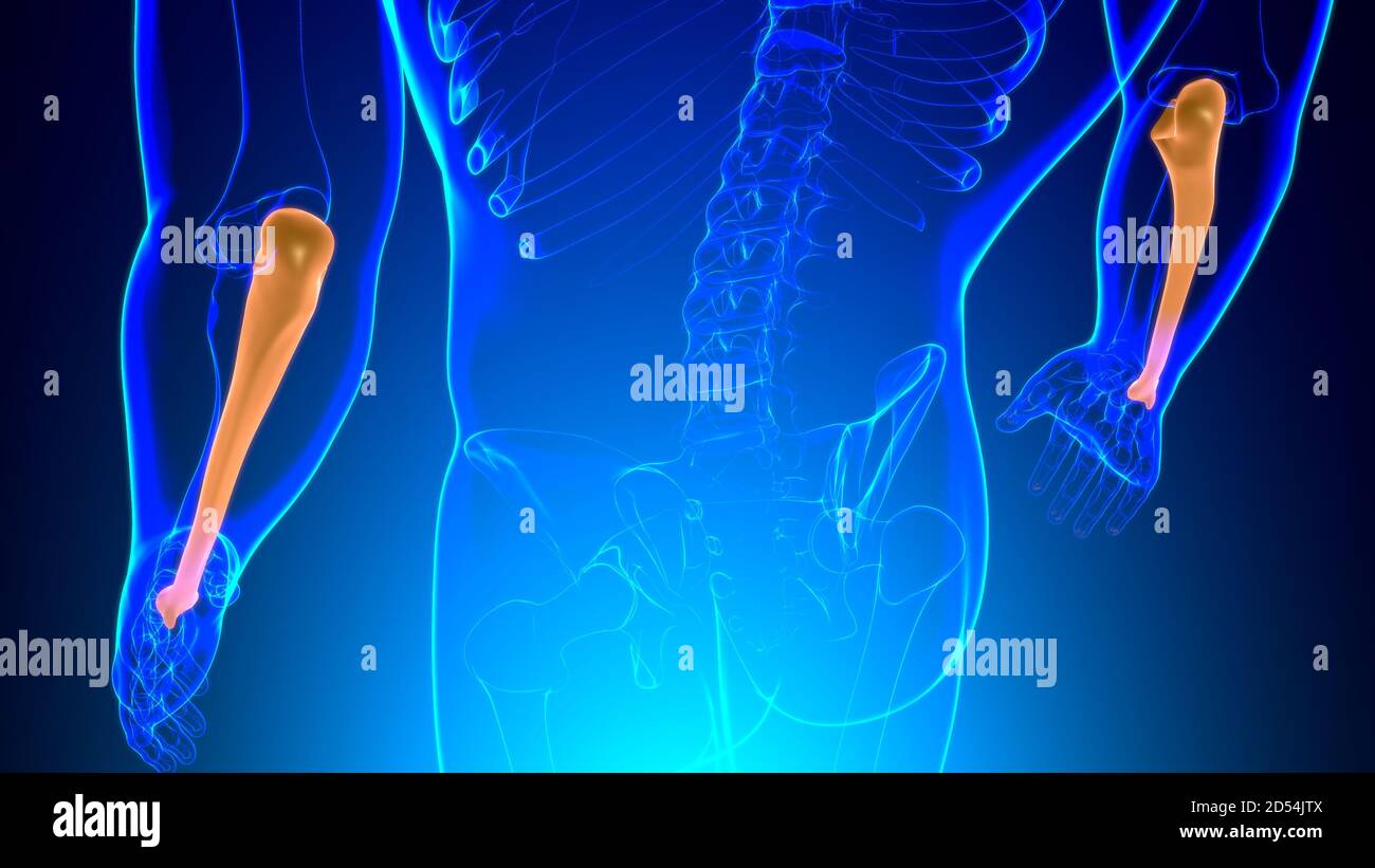 Human skeleton anatomy Ulna Bone 3D Rendering For Medical Concept Stock ...