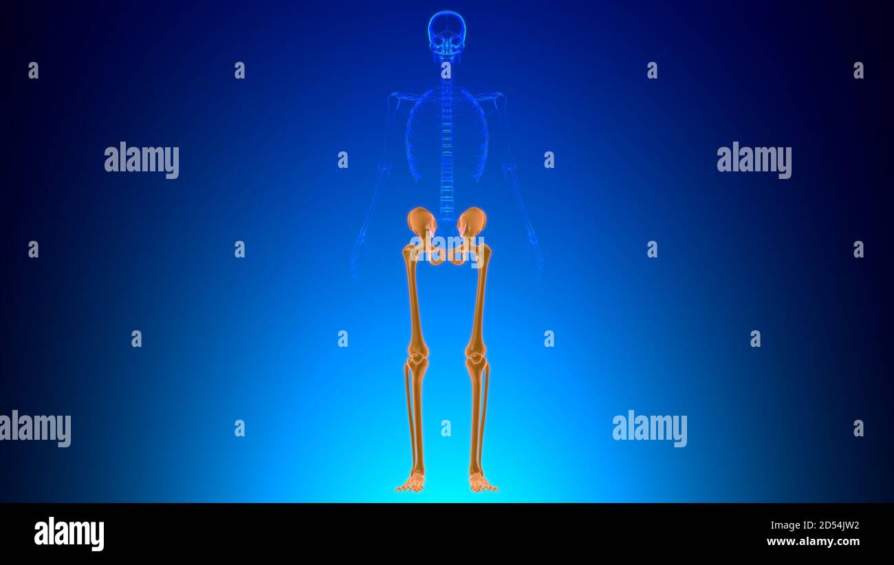Human Skeleton Lower Limbs Anatomy 3D Illustration Stock Photo - Alamy