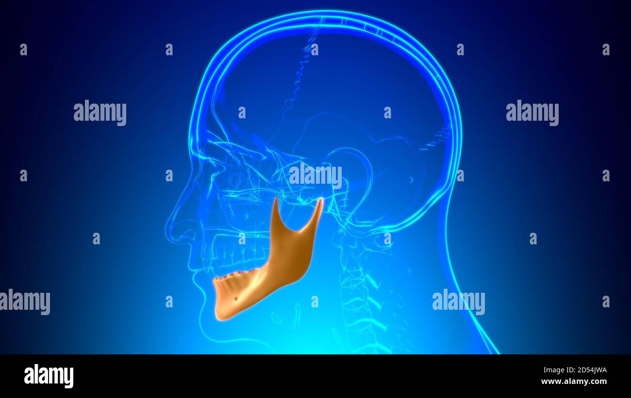 Human Skeleton Skull Mandible Bone Anatomy For Medical Concept 3D ...