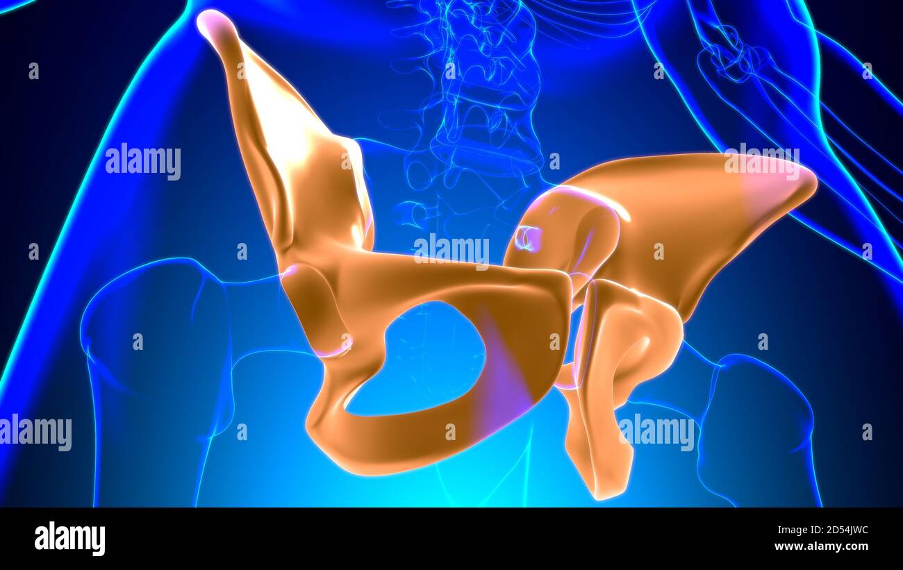 Human Skeleton Hip or Pelvic bone Anatomy For Medical Concept 3D ...