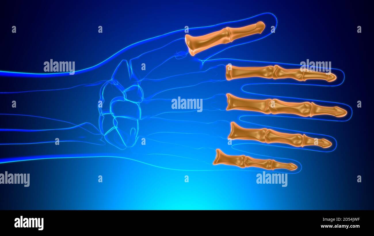 Human Skeleton Hand Phalanges Bone Anatomy For Medical Concept 3D ...