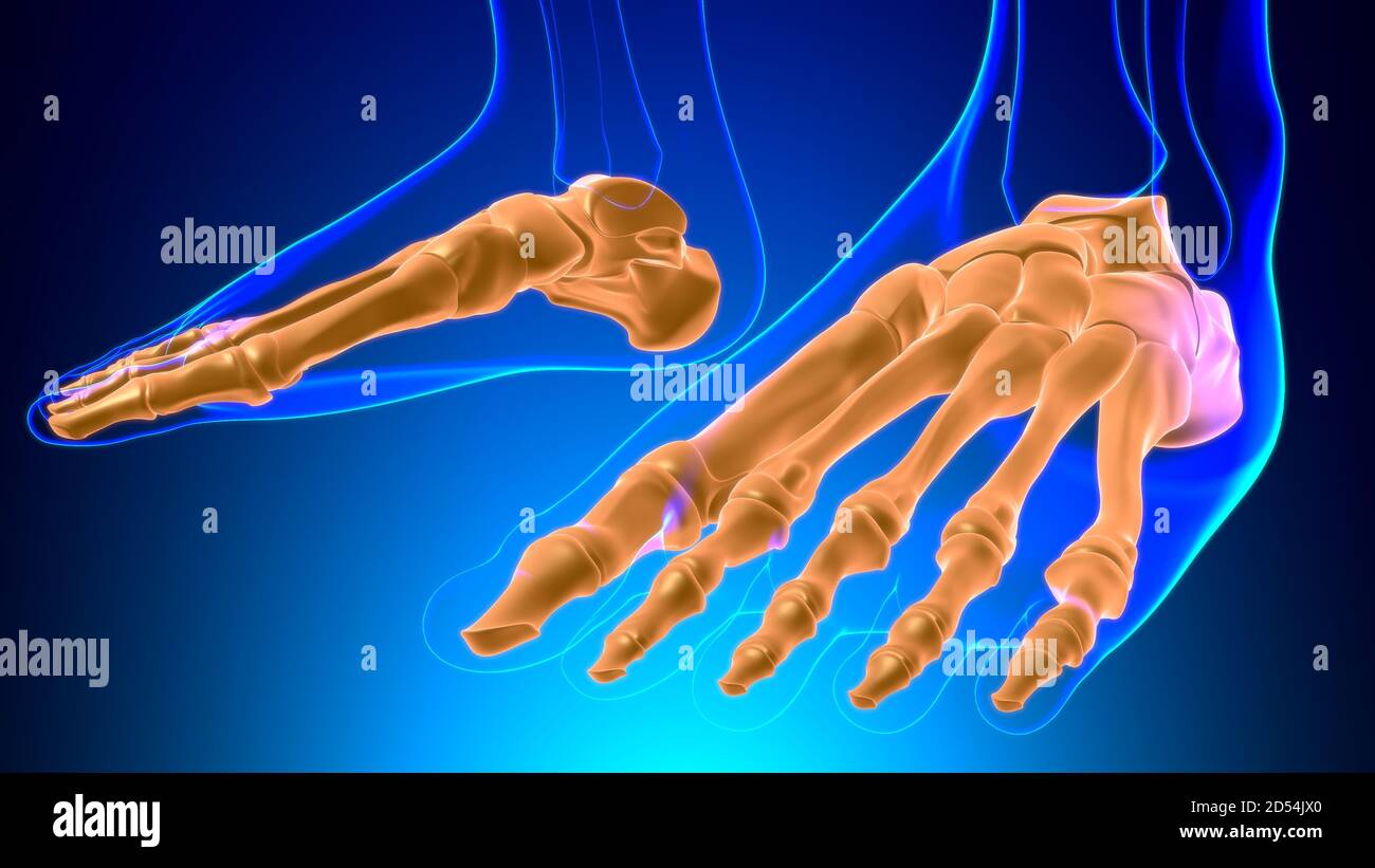 Human Skeleton Foot bones Anatomy For Medical Concept 3D Illustration ...