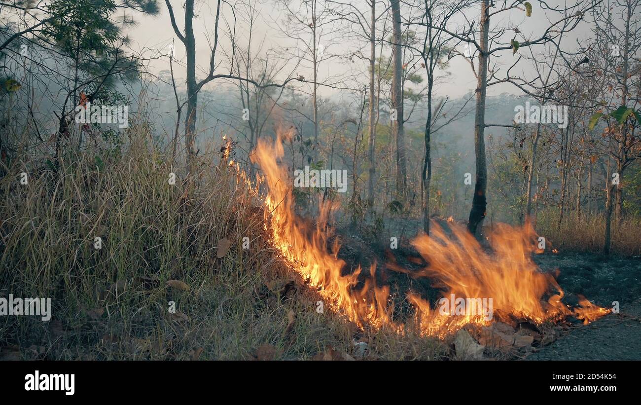Bushfire near road in national park. Climat change crisis. Forest ...