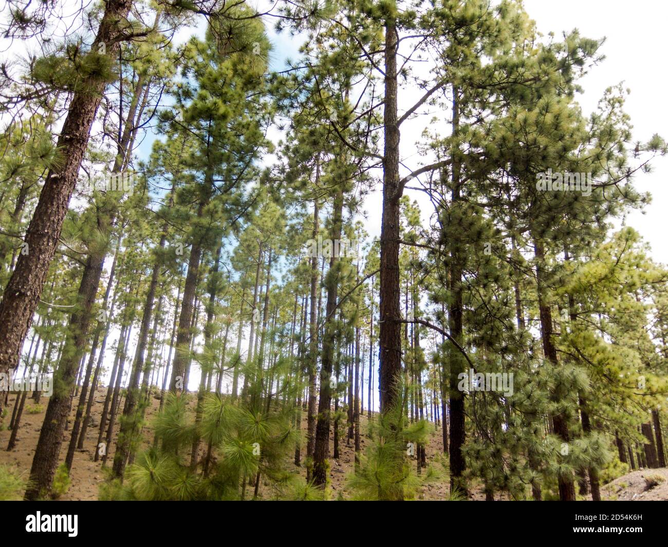 Beautiful green pine trees Stock Photo - Alamy