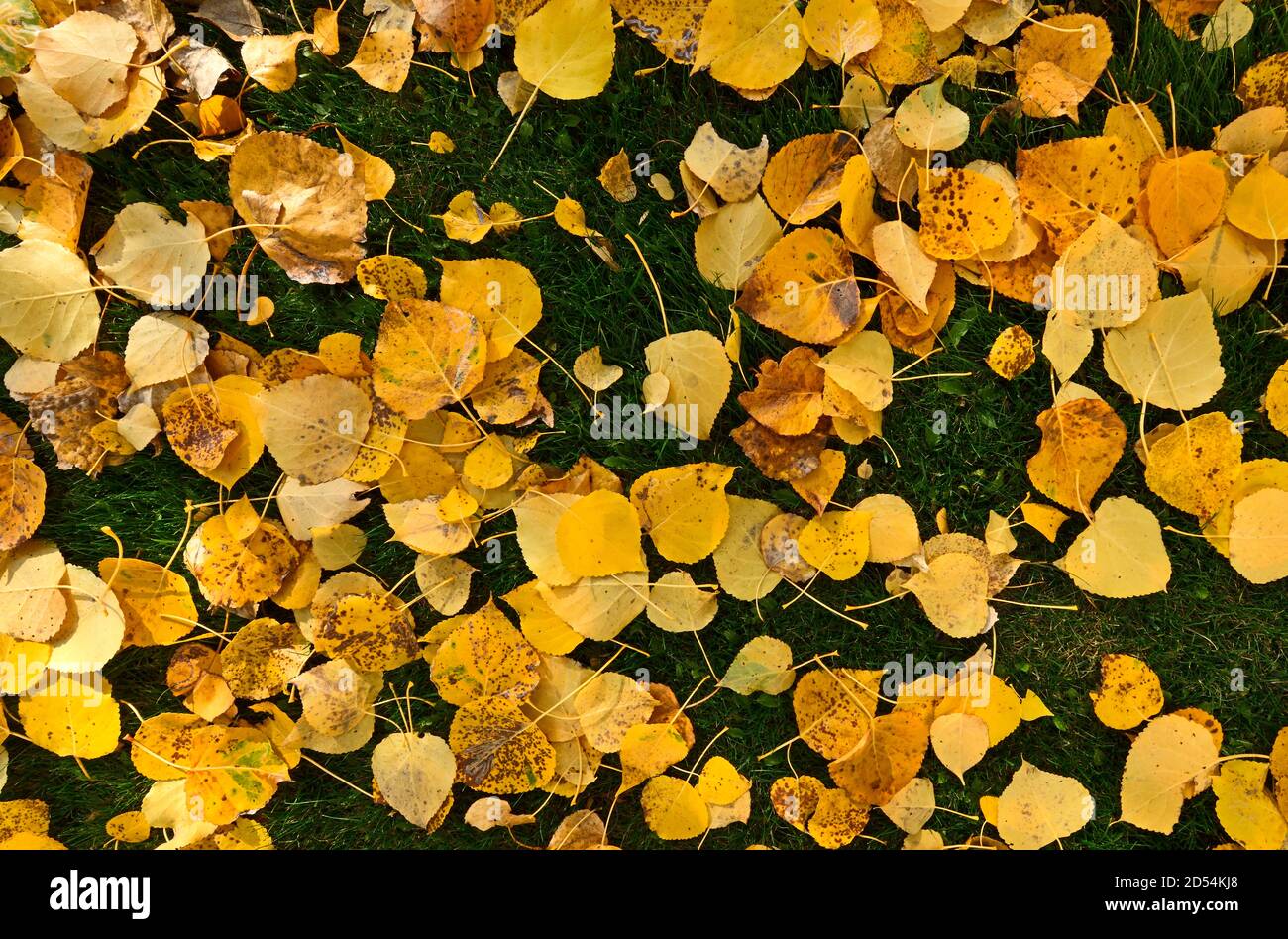 Aspen tree leaves that have fallen to the ground in the fall in rural ...