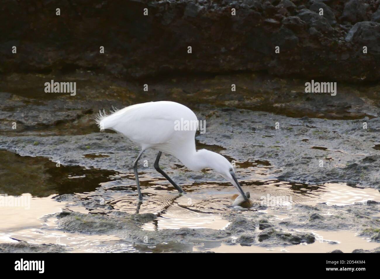 Photo Picture of a male Egret bird Stock Photo - Alamy
